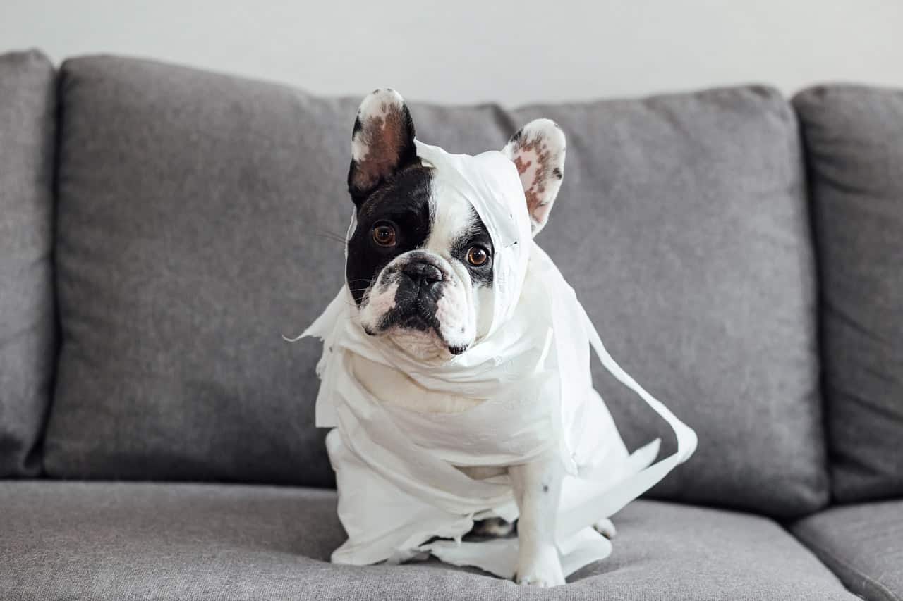 Why Do Dogs Eat Toilet Paper 7 Reasons Why Dog Cat World why-do-dogs-eat-toilet-paper-7-reasons-why-dog-cat-world